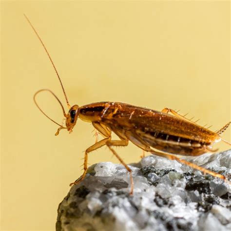 Carolina Pest Cockroach Control In Charlotte Nc Roach Exterminator