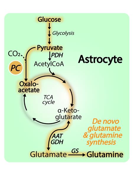 Pyruvate Carboxylase Activity Ensures Sufficient Anaplerosis For De Download Scientific Diagram
