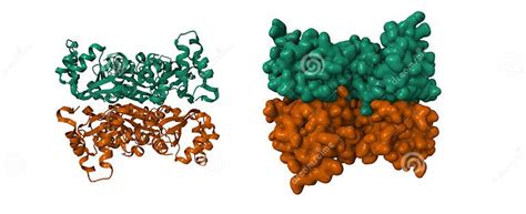 Human Nucleoside Diphosphate Kinase 4 Stock Illustration Illustration