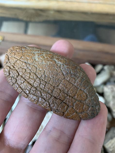 An Interesting Rock In My Dads Collection Looks Like Fossilized Reptile Skin Scrolller