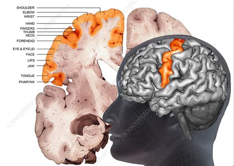 Primary Motor Cortex