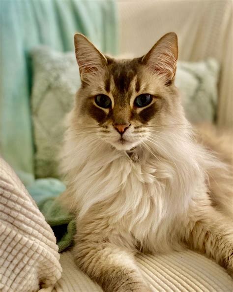 Casper Cats Boo Casper