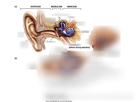 Anatomy Of The Ear Diagram Quizlet