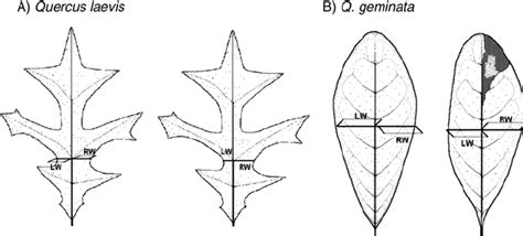 Schematic Representation Not To Scale Of Measurements Used To Define Download Scientific