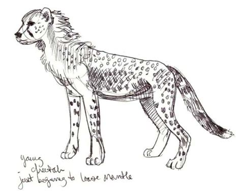 Cheetah Cub Drawing At Explore Collection Of
