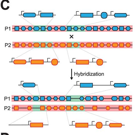 Impact Of Chromatin Organization On Adaptive Genome Evolution A Download Scientific