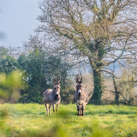 Lâne Du Cotentin Tourisme En Cotentin Lâne Du Cotentin Tourisme En Cotentin