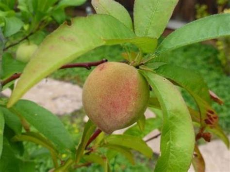 How To Grow 4 Types Of Fruit On The Same Tree Dengarden