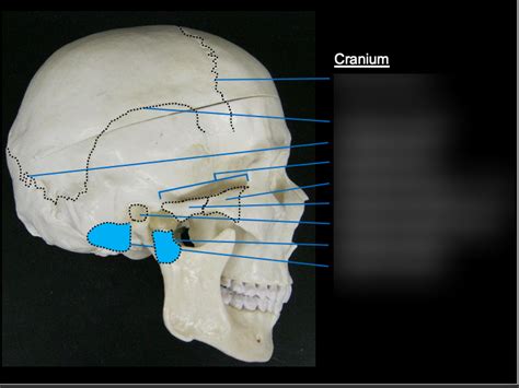 Cranium Diagram Quizlet