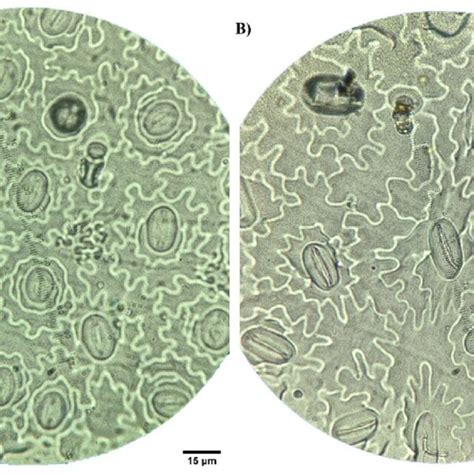 Leaf Shape And Size Of M Spicata A Control Triploid And B Induced Download Scientific