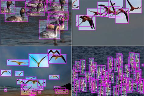 E Moulouya Bdd Extended Moulouya Bird Detection Dataset Majal Berkane