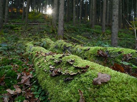 What Happens To A Tree That Dies In A Forest