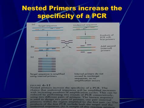 Ppt The Polymerase Chain Reaction Powerpoint Presentation Free