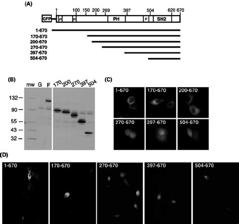 Subcellular Distribution Of N Terminal Truncation Mutants Of Sh2 B