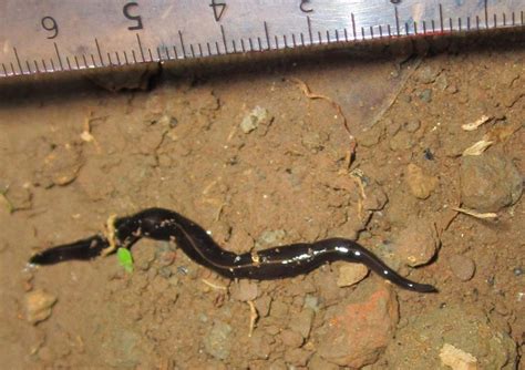 Carniverous New Guinea Flatworm Invades United States