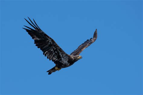 Black Hawk Flying During Daytime Photo Free Bird Image On Unsplash