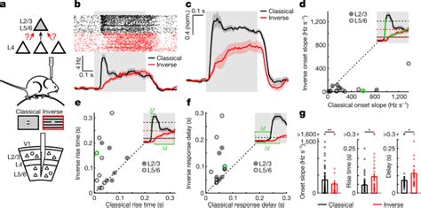 Feedback Generates A Second Receptive Field In Neurons Of The Visual Cortex Nature