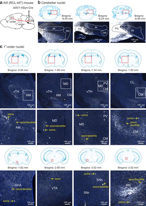 Transsynaptic Tracing Of Cerebello Cortical Circuits A Schematic Of Download Scientific Diagram