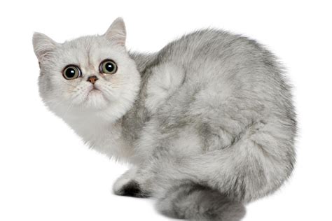 10 Flat Faced Cat Breeds Cats With A Squished Face With Photos