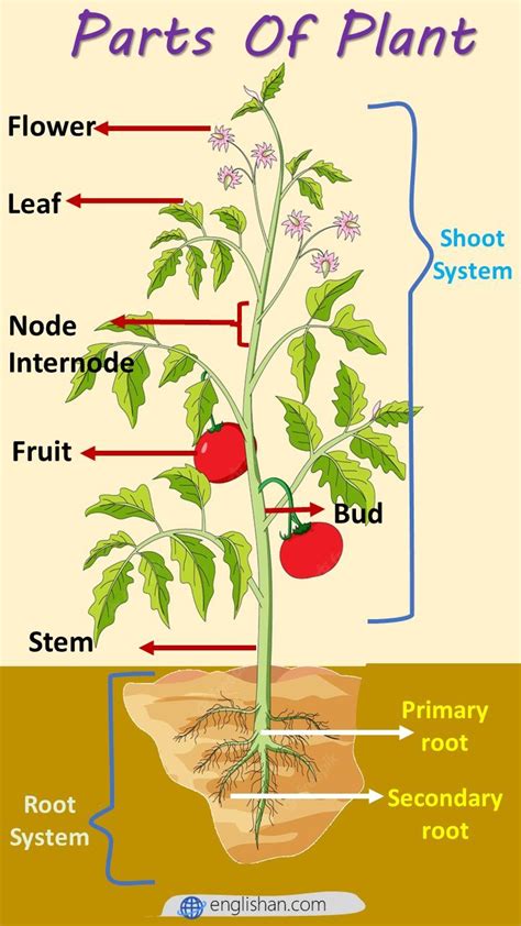 Diagram Of Plant Parts And Functions