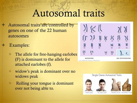 Ppt Genetics Powerpoint Presentation Free Download Id2014119