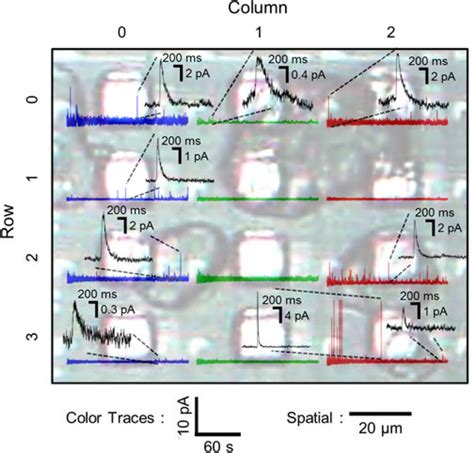 Live Chromaffin Cell Recording Of Neurotransmitter Release Chromaffin