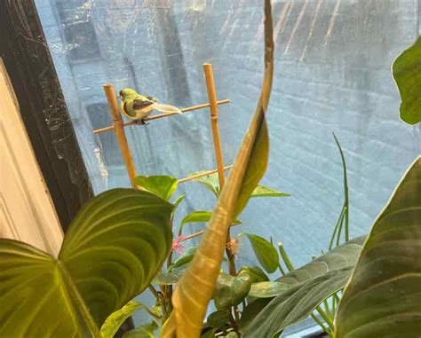 Philodendron Glorious Root Rot Solutions