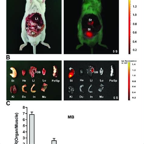 Cell Viability Of Nir Fluorophores Mb In Human Gastric Epithelial Ges 1