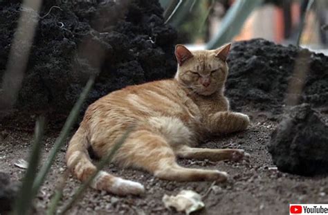 メキシコで19匹の野良猫が生きた固定資産に。国立宮殿内を自由に動き回る特権が与えられる カラパイア