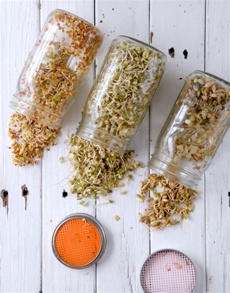 Sprouting 101 And Homemade Sprouting Jars Tutorial