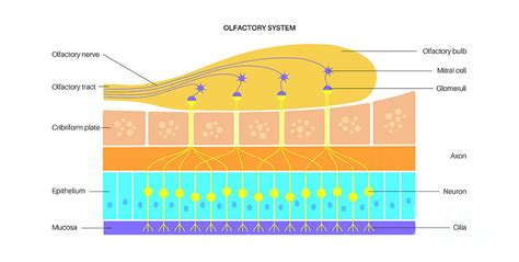 Olfactory Cells Diagram