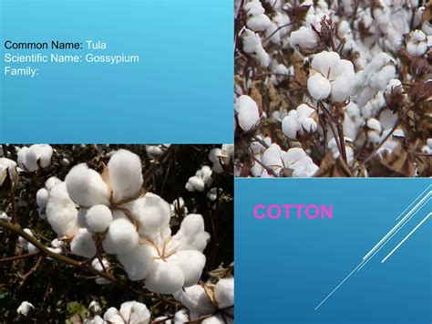 Different Types Of Crop Pptx Gardening Home And Garden
