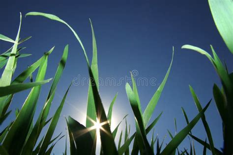 Grass Against Sunshine Stock Image Image Of Plant Biology 9497713