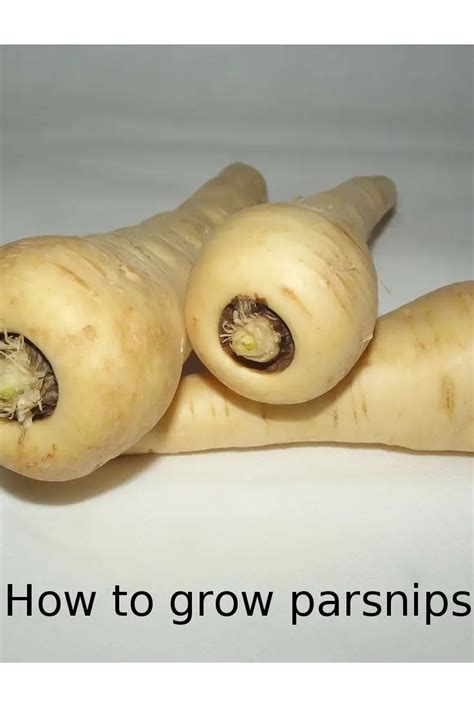 Parsnips Growing Guides