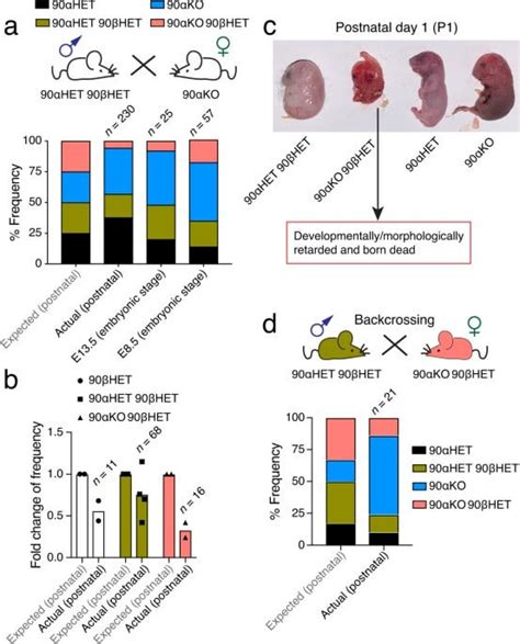 Translational Reprogramming In Response To Accumulating Stressors