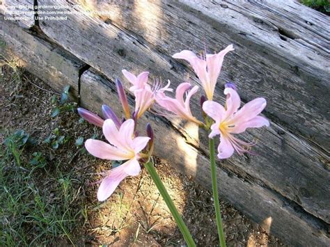 Plantfiles Pictures Lycoris Species Magic Lily Naked Lady