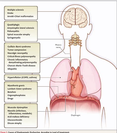 Structure Of Hemidiaphragm Semantic Scholar