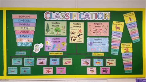 Wow Board Classification Display Teaching Resources