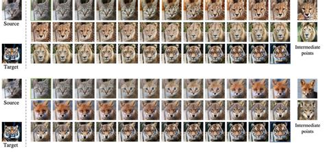 One Input One Target And Multiple Intermediate Points In The Afhq