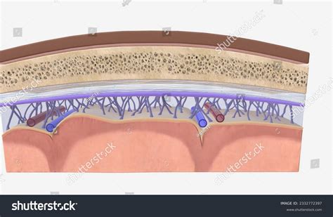 Decrease Intracranial Pressure 3d Rendering Stock Illustration