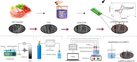 The Scheme Illustration Of Preparation Processes Of Aptasensor Download Scientific Diagram