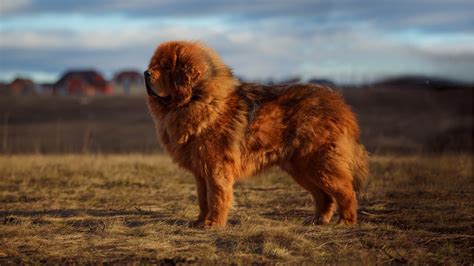 Red Tibetan Mastiff Puppies