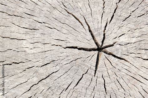 Cross Section Of Tree Trunk Log Showing Growth Rings Timber Wood Texture Stump Of Tree Felled