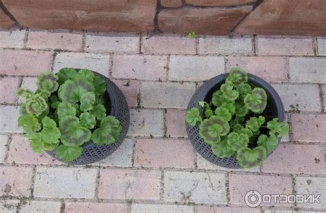 Отзыв о Семена герани пеларгонии Аэлита Палитра красок смесь не разочаровали