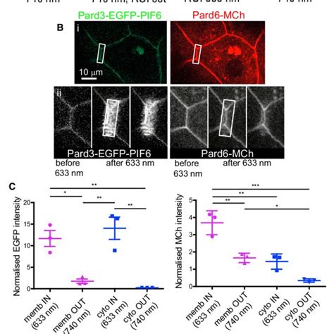 Subcellular Control Of Protein Localization Download Scientific Diagram