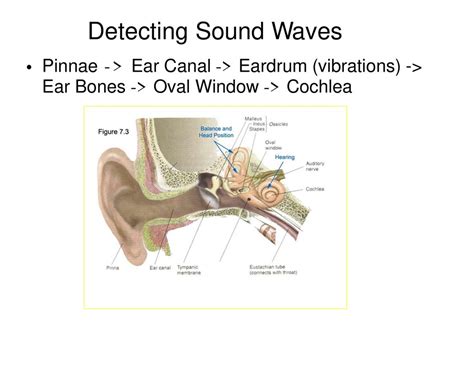 Sensory Systems Ppt Download