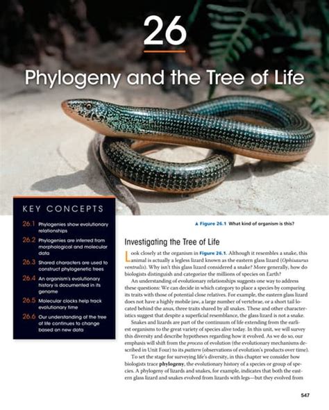 Phylogeny And Classification Ppt Biological Sciences Science