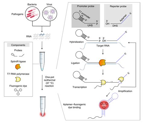 Sensitive Fluorescence Nature Biomedical Engineering