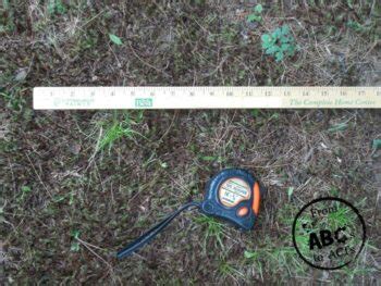 Outdoor STEM Measuring Tree Height From ABCs To ACTs