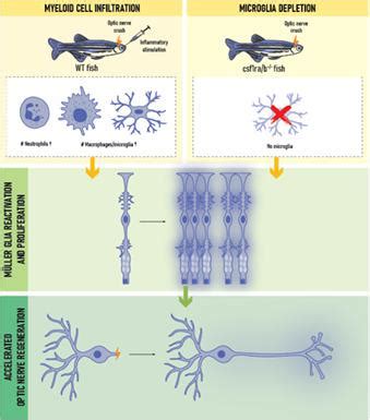 Müller Glia Myeloid Cell Crosstalk Accelerates Optic Nerve Regeneration